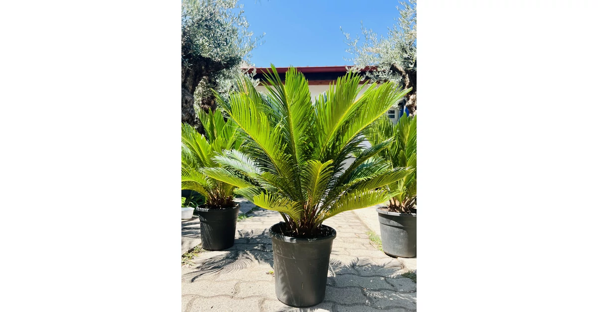 Cycas