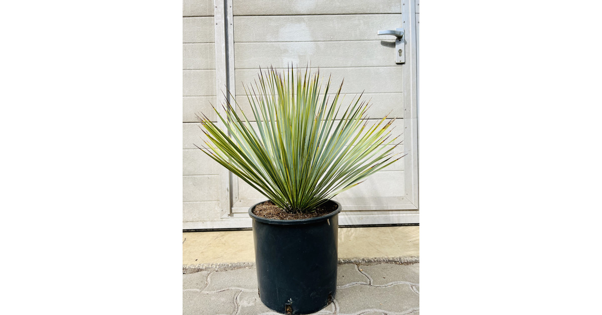 Yucca