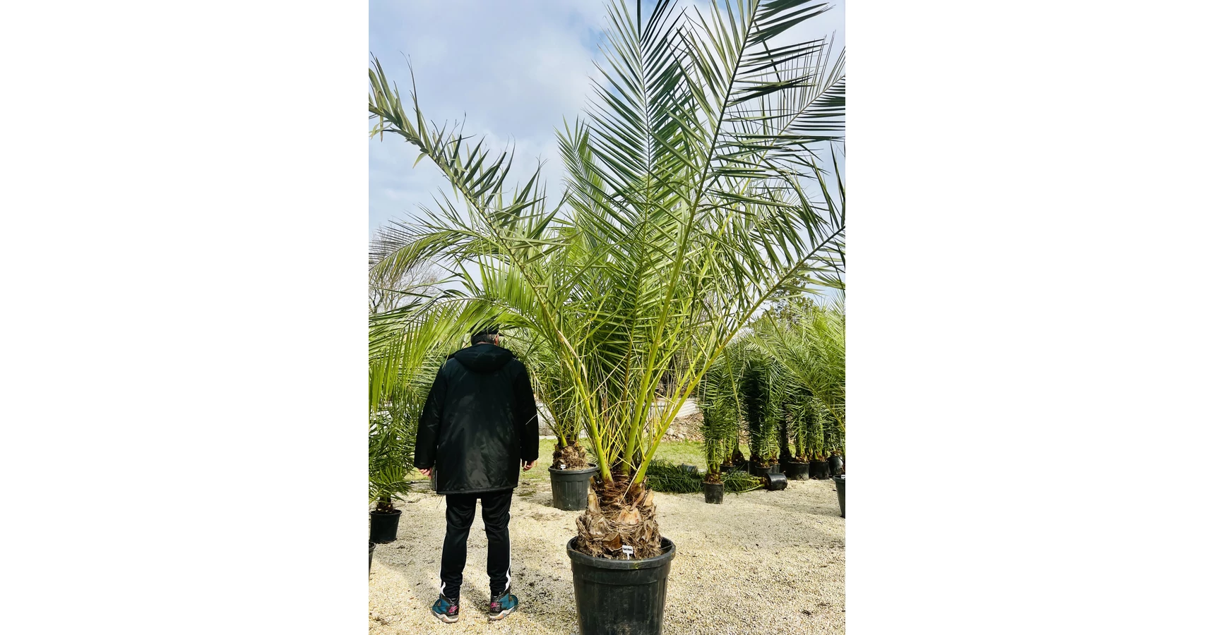 Phoenix Canariensis (Kanári datolyapálma) 250-300cm - Pálma