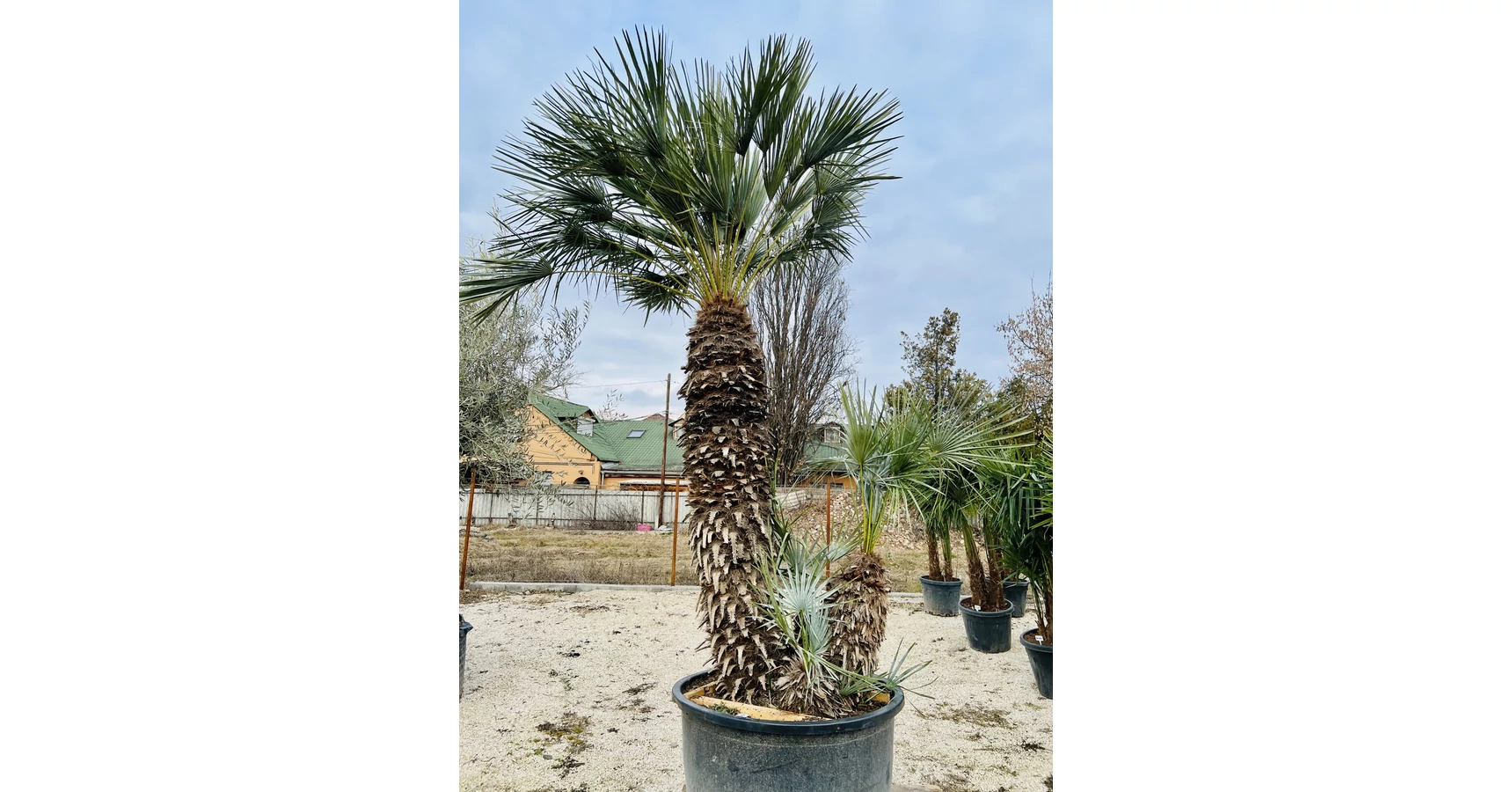 Chamaerops Humilis Cerifera 170-180cm törzzsel, 320-330cm teljes ...