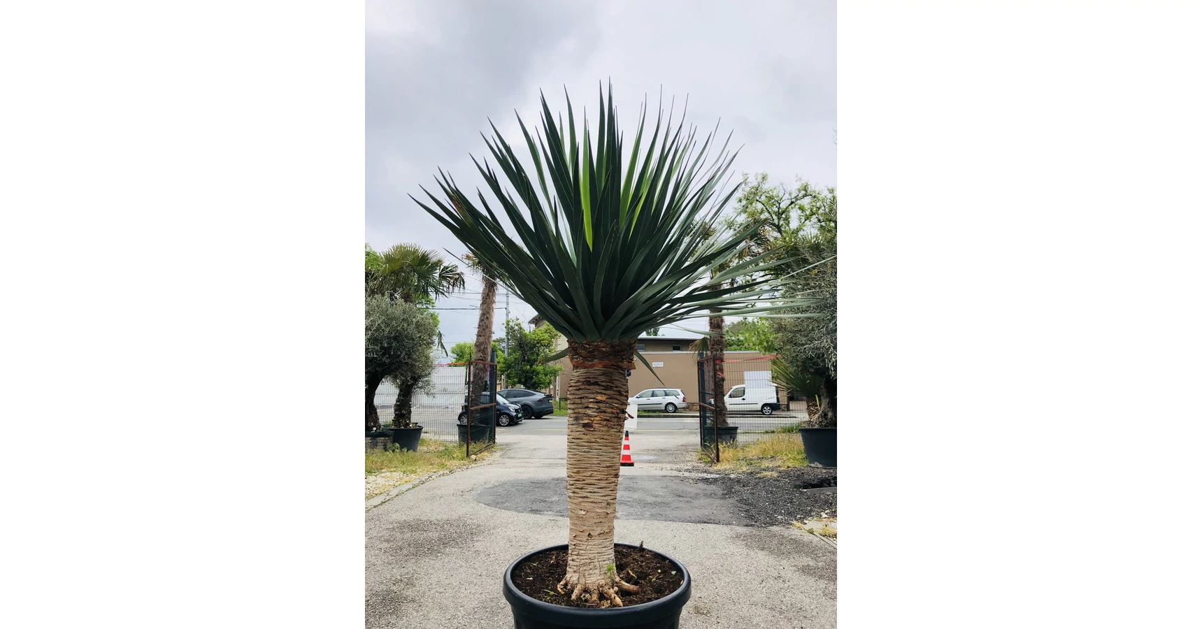 Dracaena Draco (Kanári sárkányfa) 200-210cm - Yucca