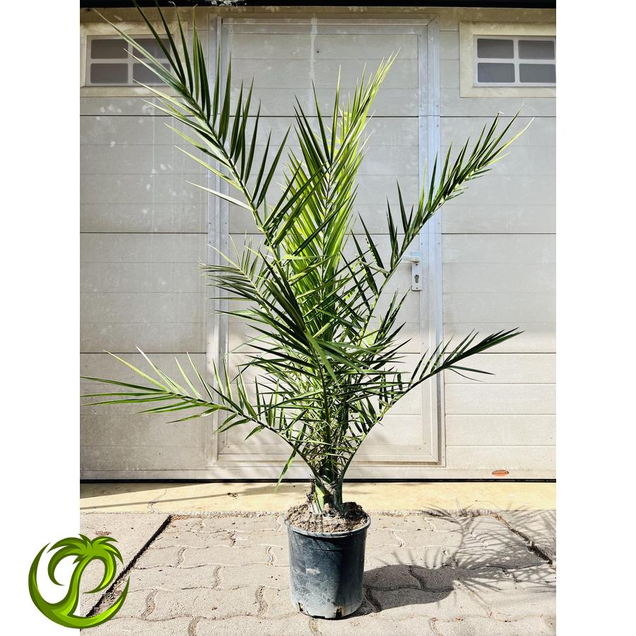 Kanári datolyapálma (Phoenix Canariensis) 100-130cm - Pálma